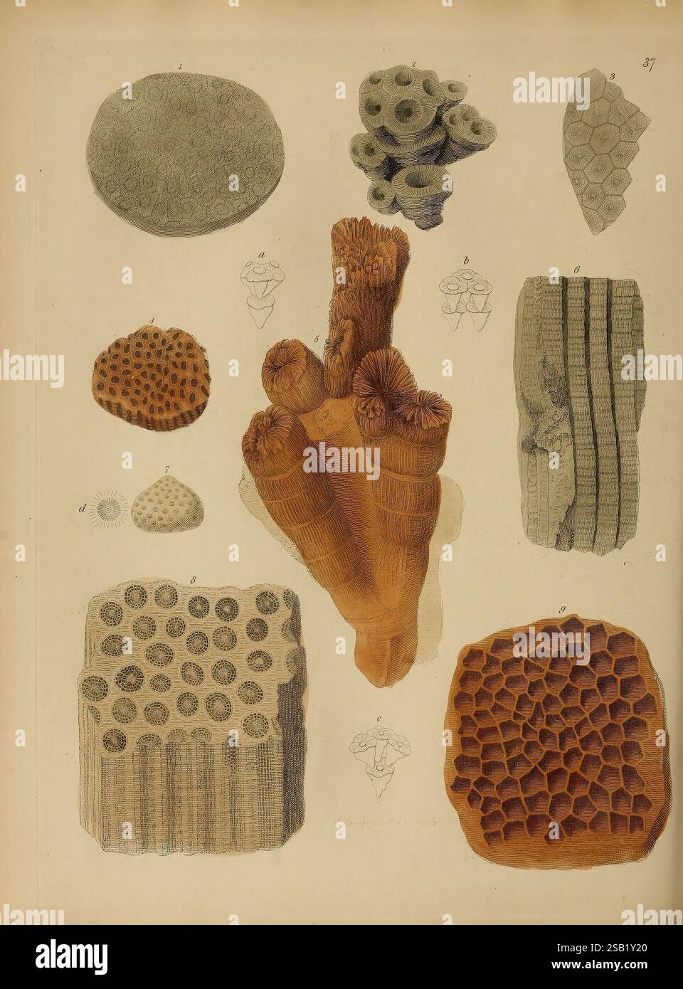 A pictorial atlas of fossil remains 1850, paleontology, pictorial works ...