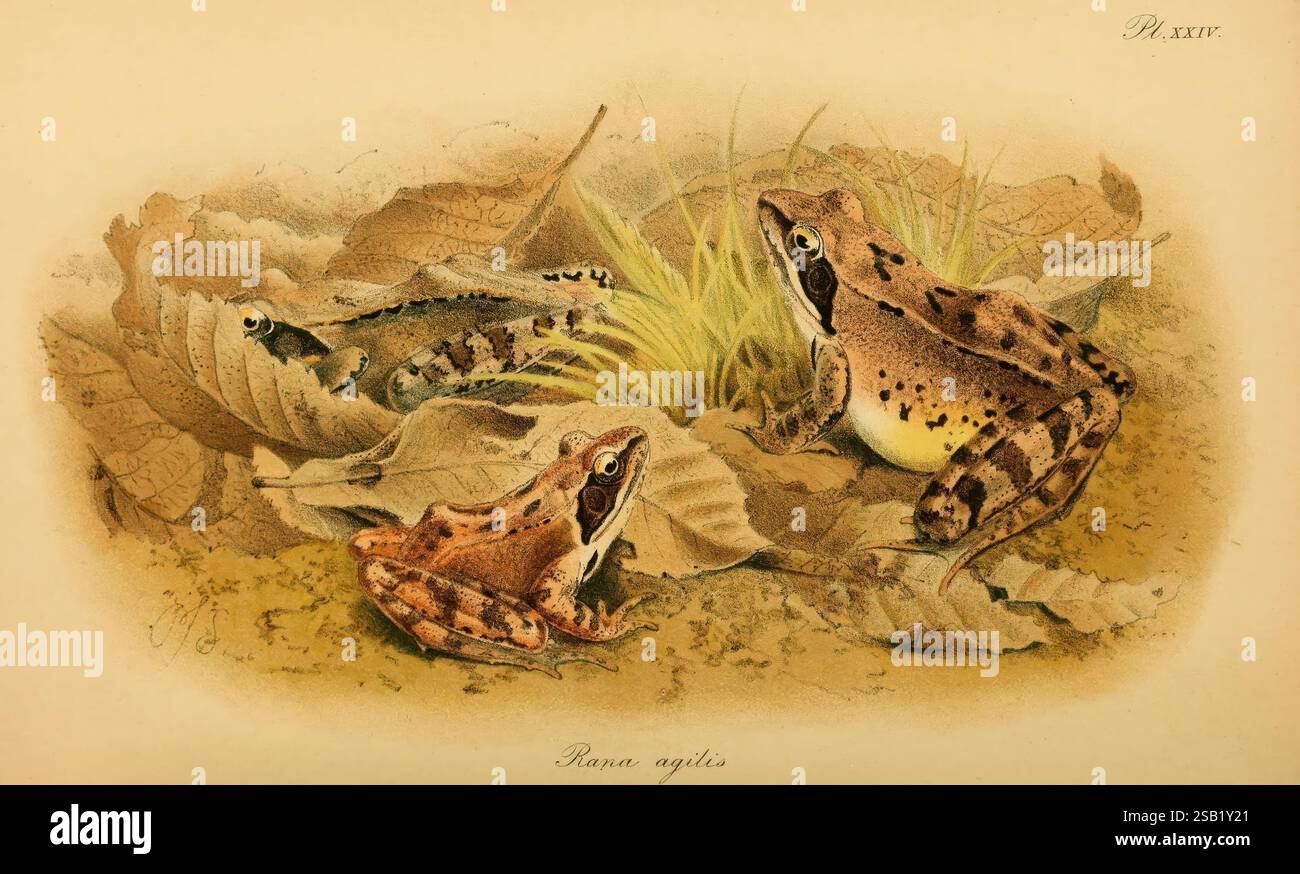Foreground features two prominent frogs hi-res stock photography and ...