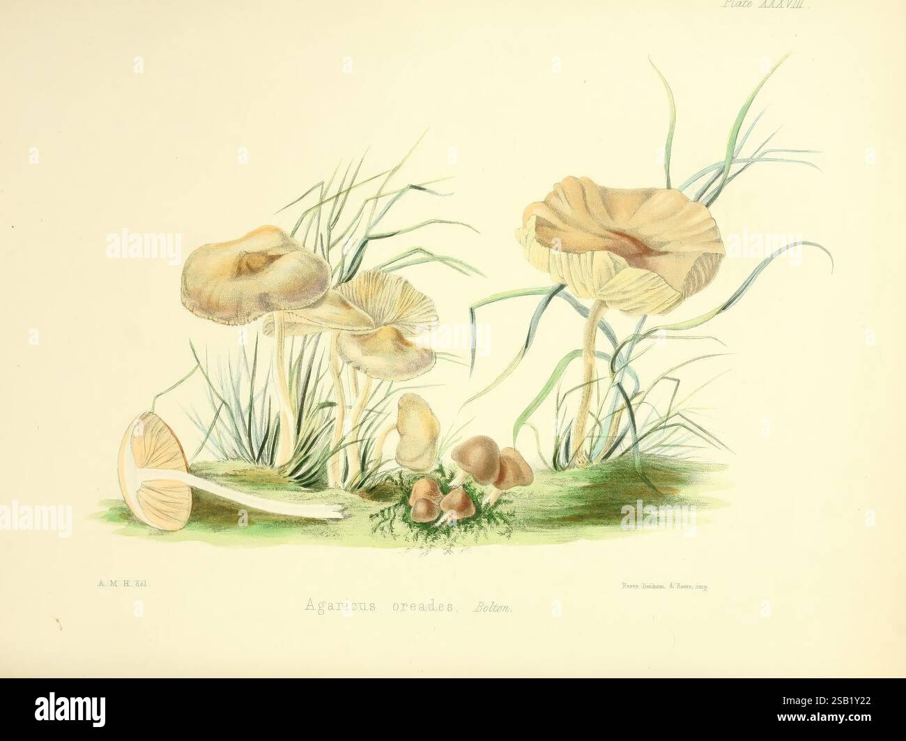 Illustrations of British Mycology London Reeve Benham and Reeve 1847-55 ...