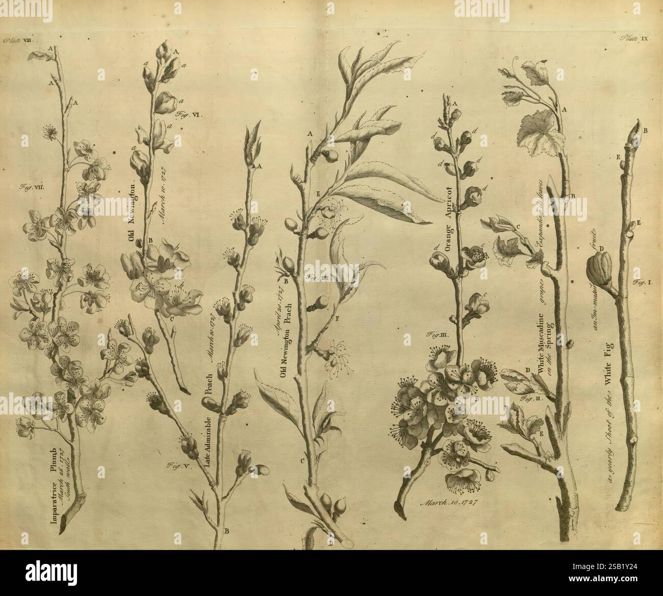 Arrangement showcases detailed depictions hi-res stock photography and ...