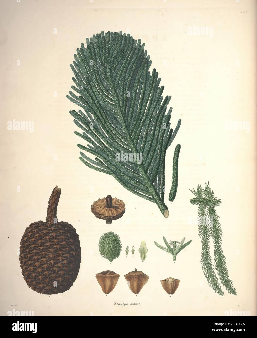A description of the genus Pinus, London, J. White, 1803-1824, Pinaceae, Araucaria columnaris ...