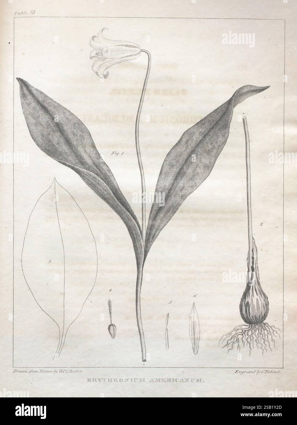 Prominent bulbous root structure hi-res stock photography and images ...