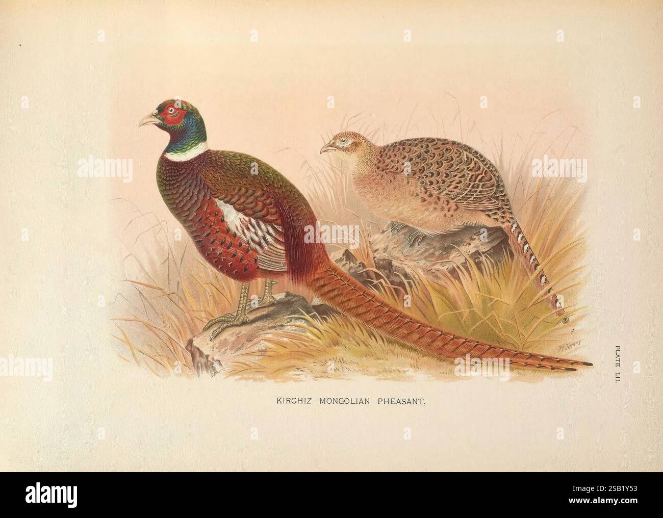 Two distinct species of pheasants hi-res stock photography and images ...