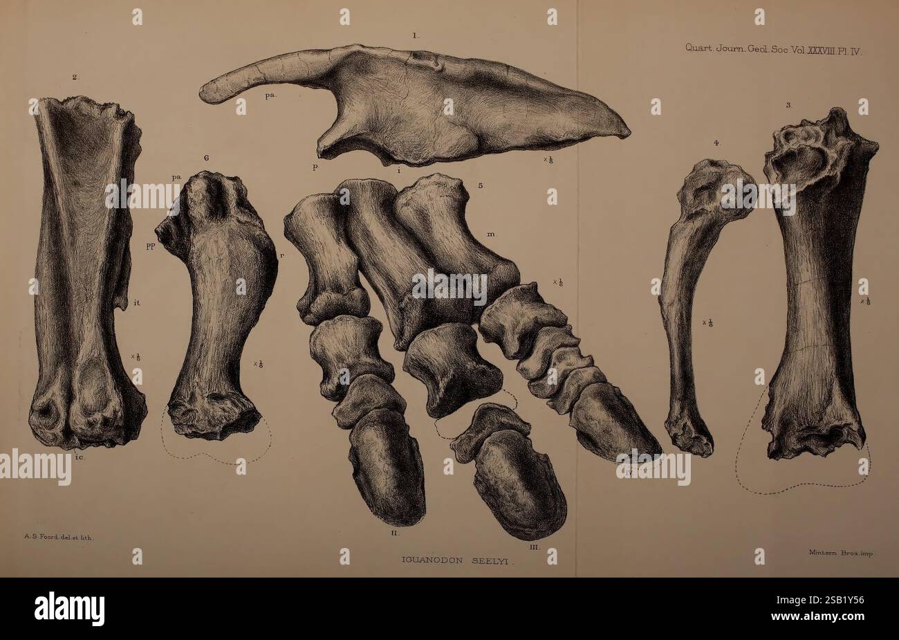 Depicts various bones hi-res stock photography and images - Alamy