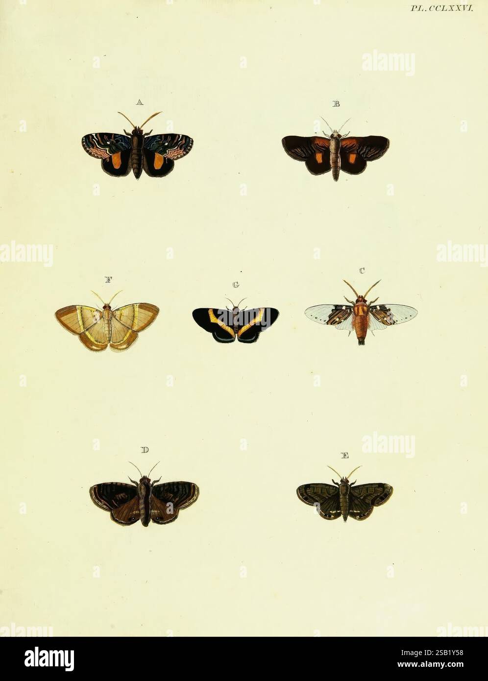 Top row features species labeled hi-res stock photography and images ...