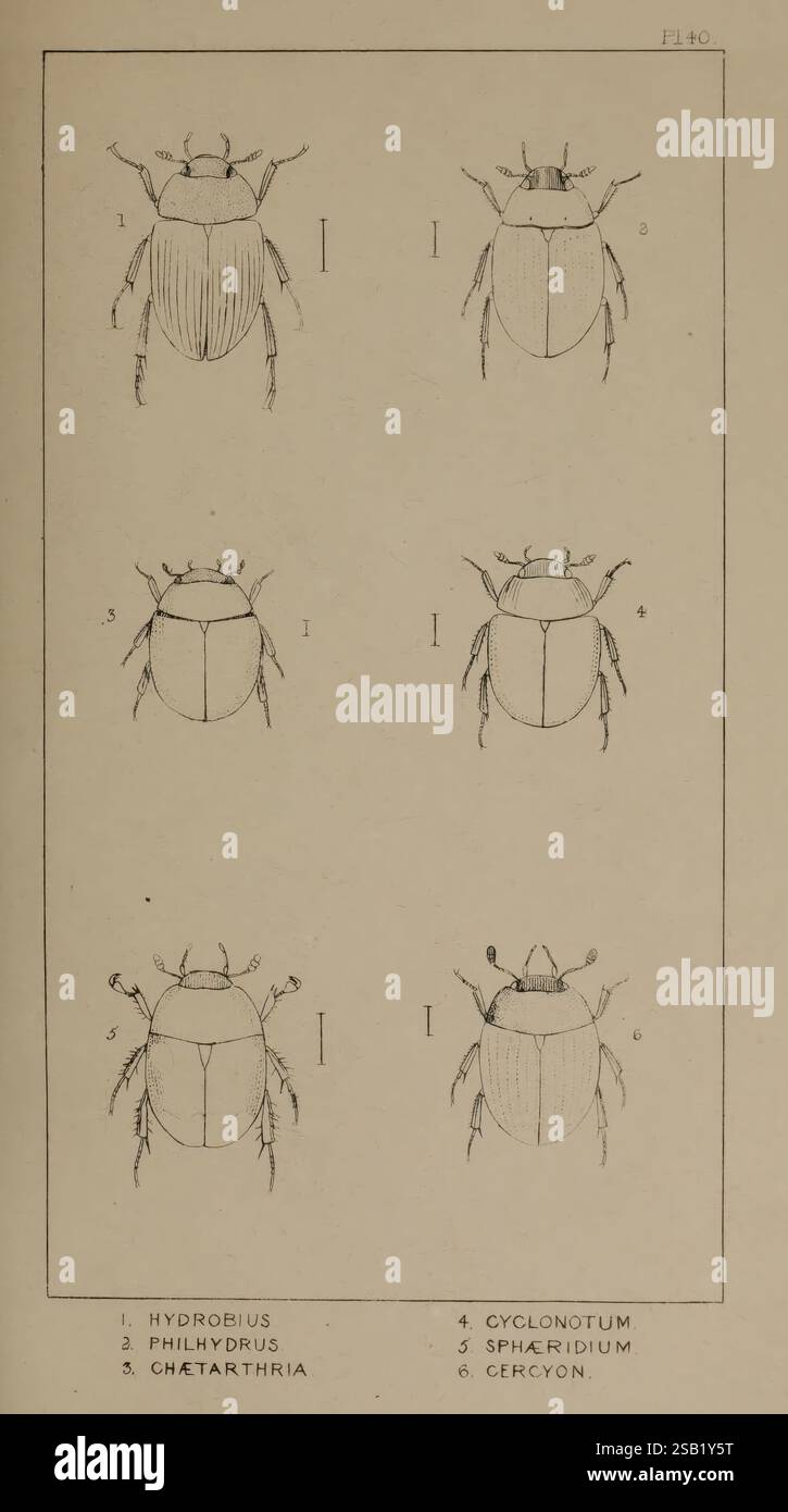 The British Coleoptera delineated, London, W. Crofts, 1840, beetles ...