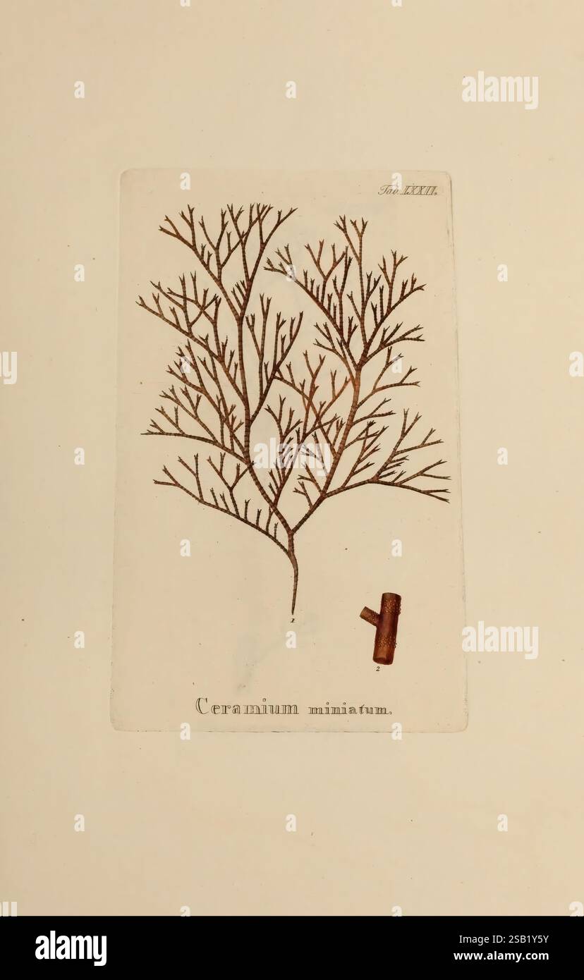 Ceramium species hi-res stock photography and images - Alamy