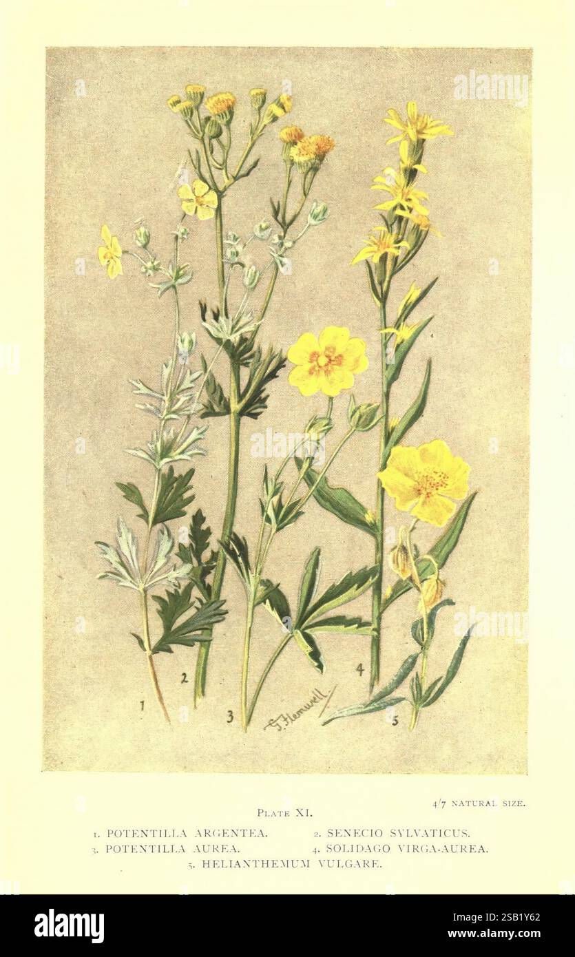 Sub-alpine plants, London, Dutton, 1912, botany, identification ...