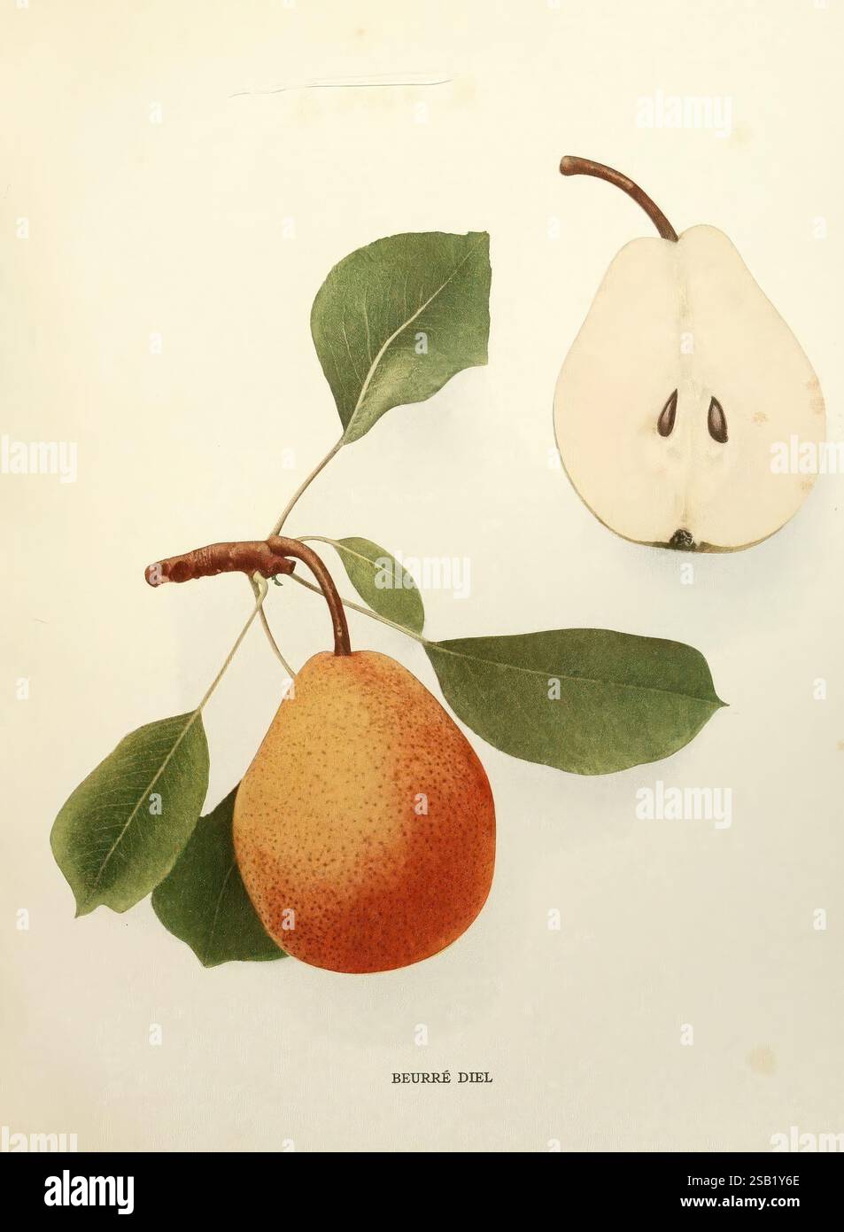 The pears of New York Albany Lyon 1921 culture pyrus Beurre Diel pear ...