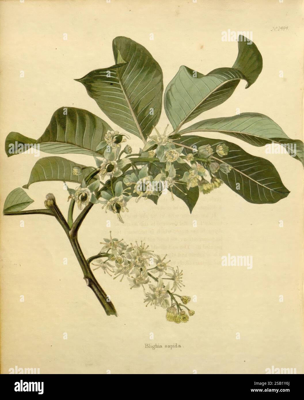 The, Botanical, Cabinet, London, John, &, Arthur, Arch, 1817-1833, A ...