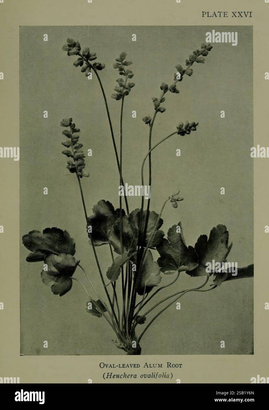 Heuchera ovalifolia hi-res stock photography and images - Alamy