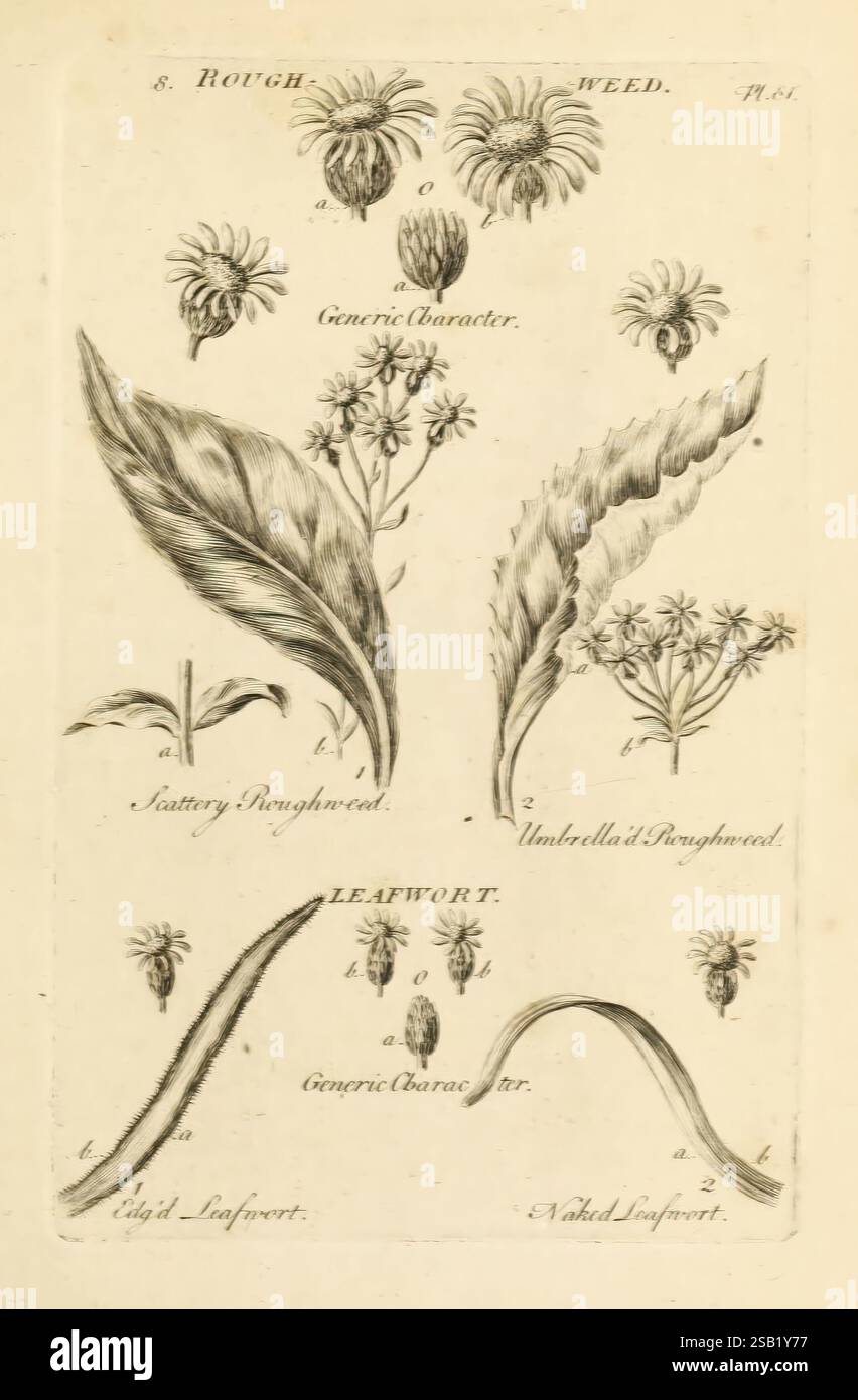 The Vegetable System, London,, 1759-1763, botany, pictorial works ...