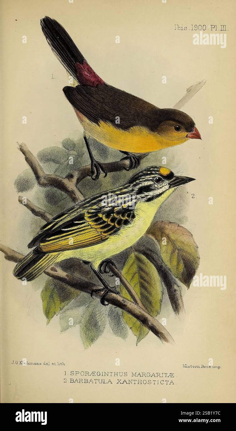 Prominent yellow underbelly hi-res stock photography and images - Alamy