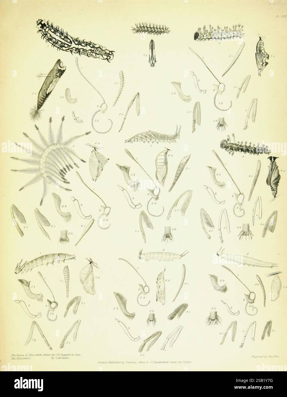 A Descriptive Catalogue of the Lepidopterous Insects Contained in the ...