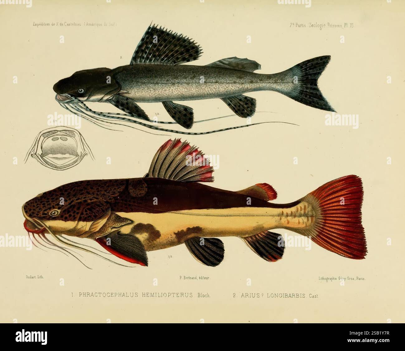 Elongated fins exhibits hi-res stock photography and images - Alamy