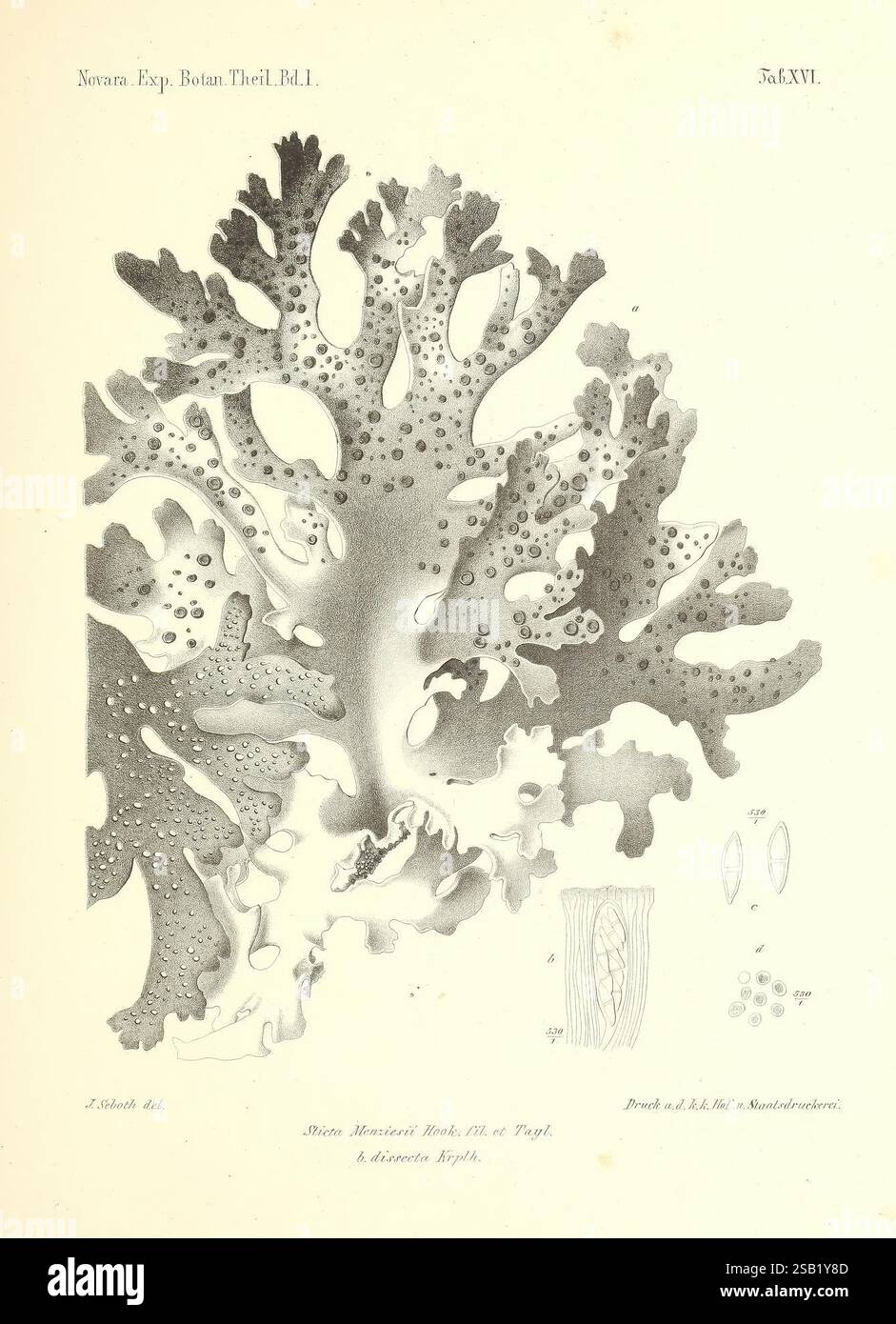 Complex physiological structures hi-res stock photography and images ...