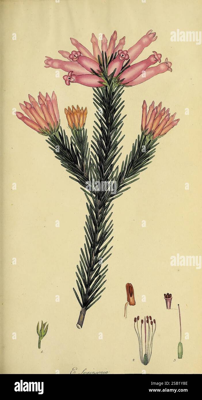 The, heathery, or A, monograph, of, the, genus, Erica, London, Henry, G ...