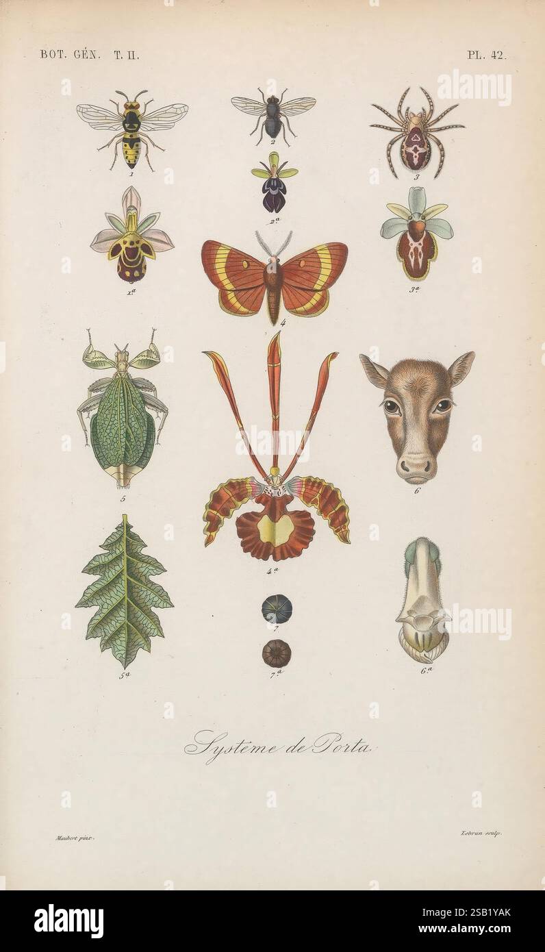 Traité de botanique générale Paris Abel Pilon et cie éditeurs 33 rue de ...