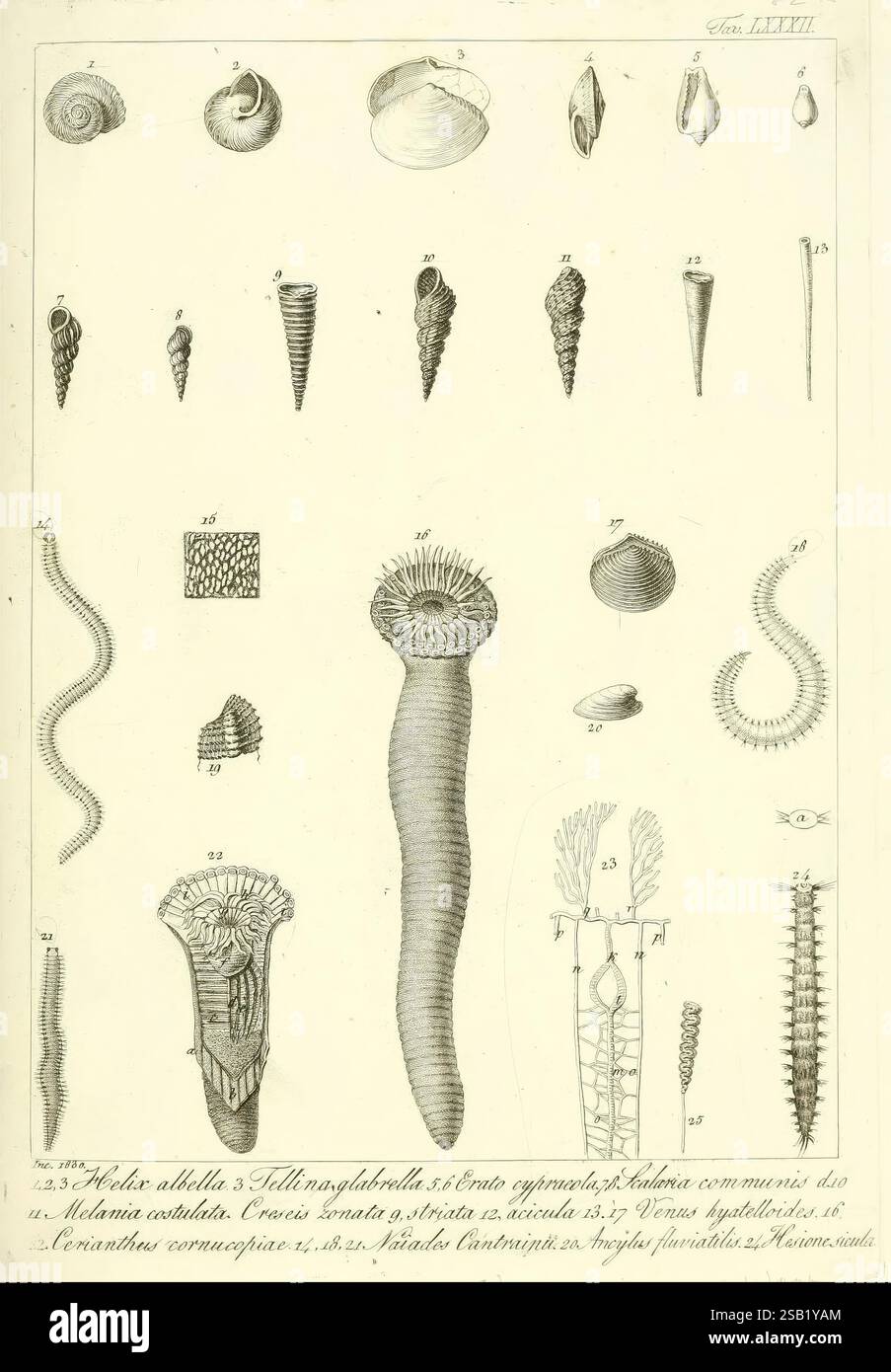 Segmented form resembling hi-res stock photography and images - Alamy