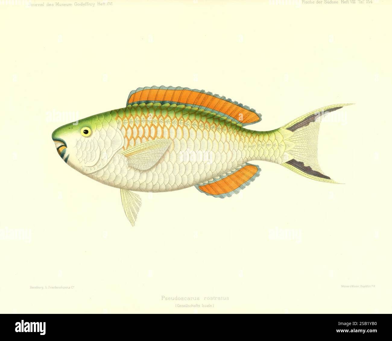 Andrew Garrett's Fische der Südsee, Hamburg, L. Friederichsen & Co ...