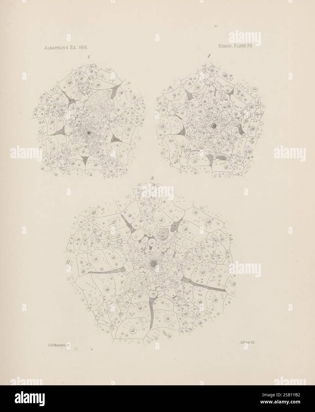 Memoirs of the Museum of Comparative Zoology, at Harvard College ...