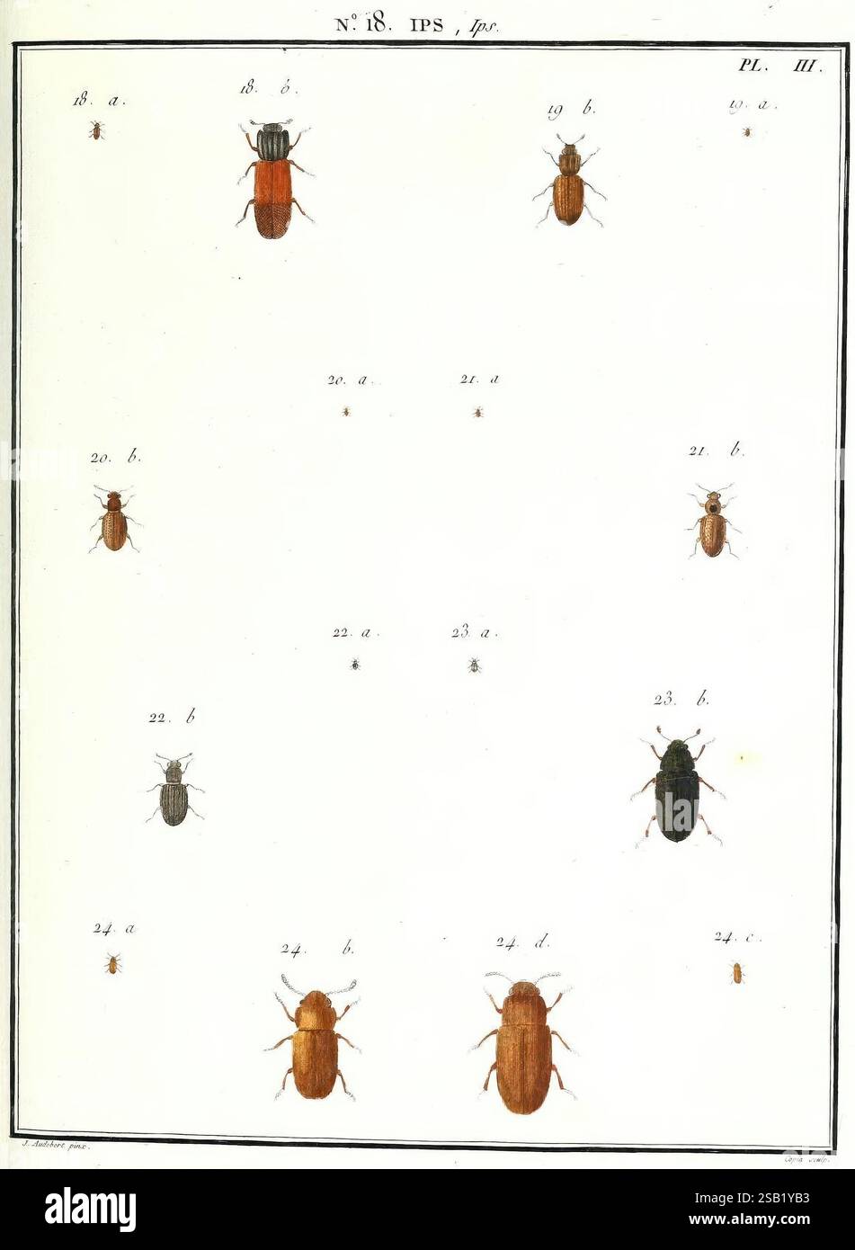 Various beetle species meticulously hi-res stock photography and images ...