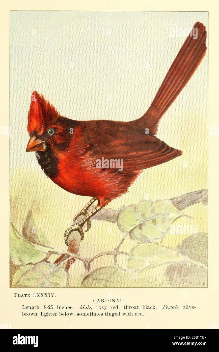 Conical black beak hi-res stock photography and images - Alamy