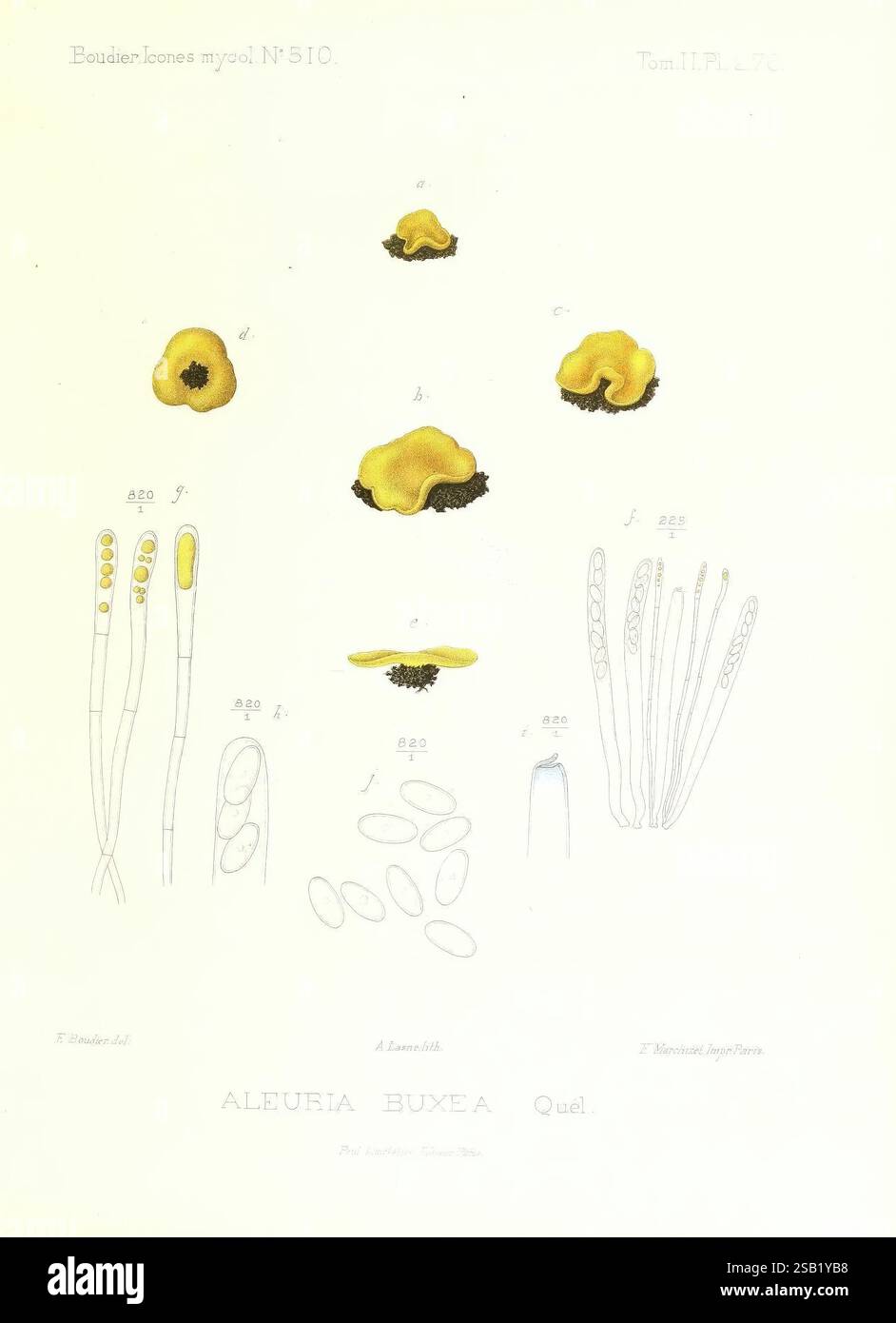 Fungal species aleuria buxeae hi-res stock photography and images - Alamy