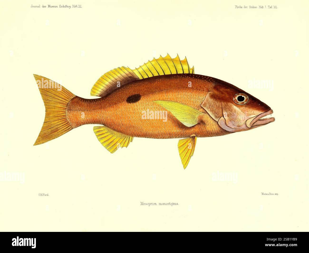 Andrew Garrett's, Fische der Südsee, Hamburg, L. Friederichsen & Co ...