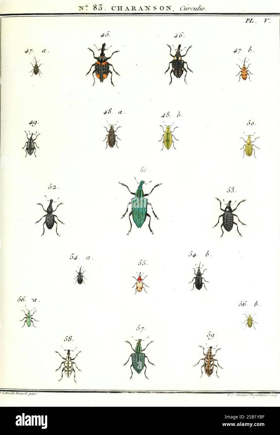 Coleopteran group hi-res stock photography and images - Alamy