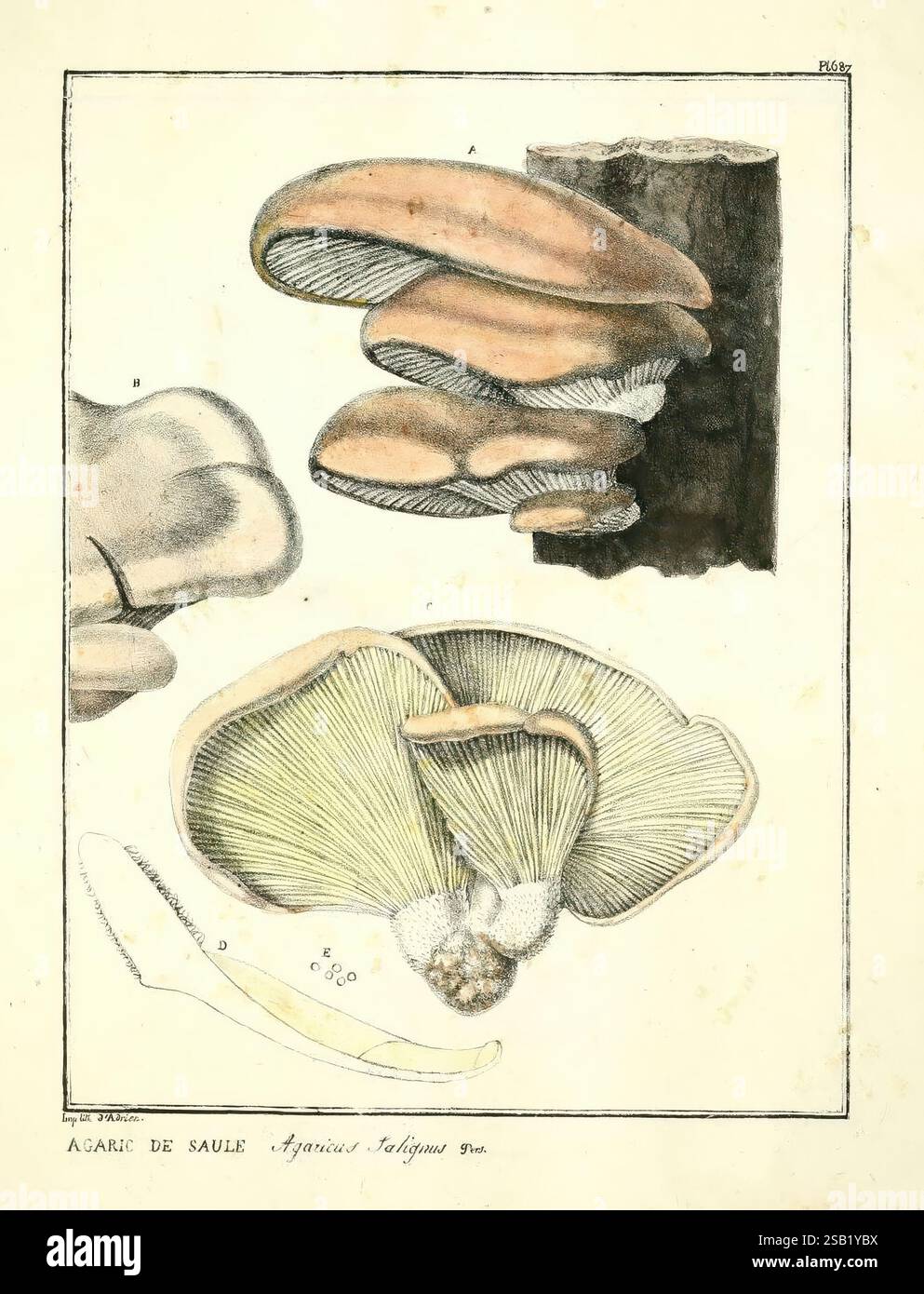 Figures des champignons, Servant de supplément aux planches de Bulliard ...