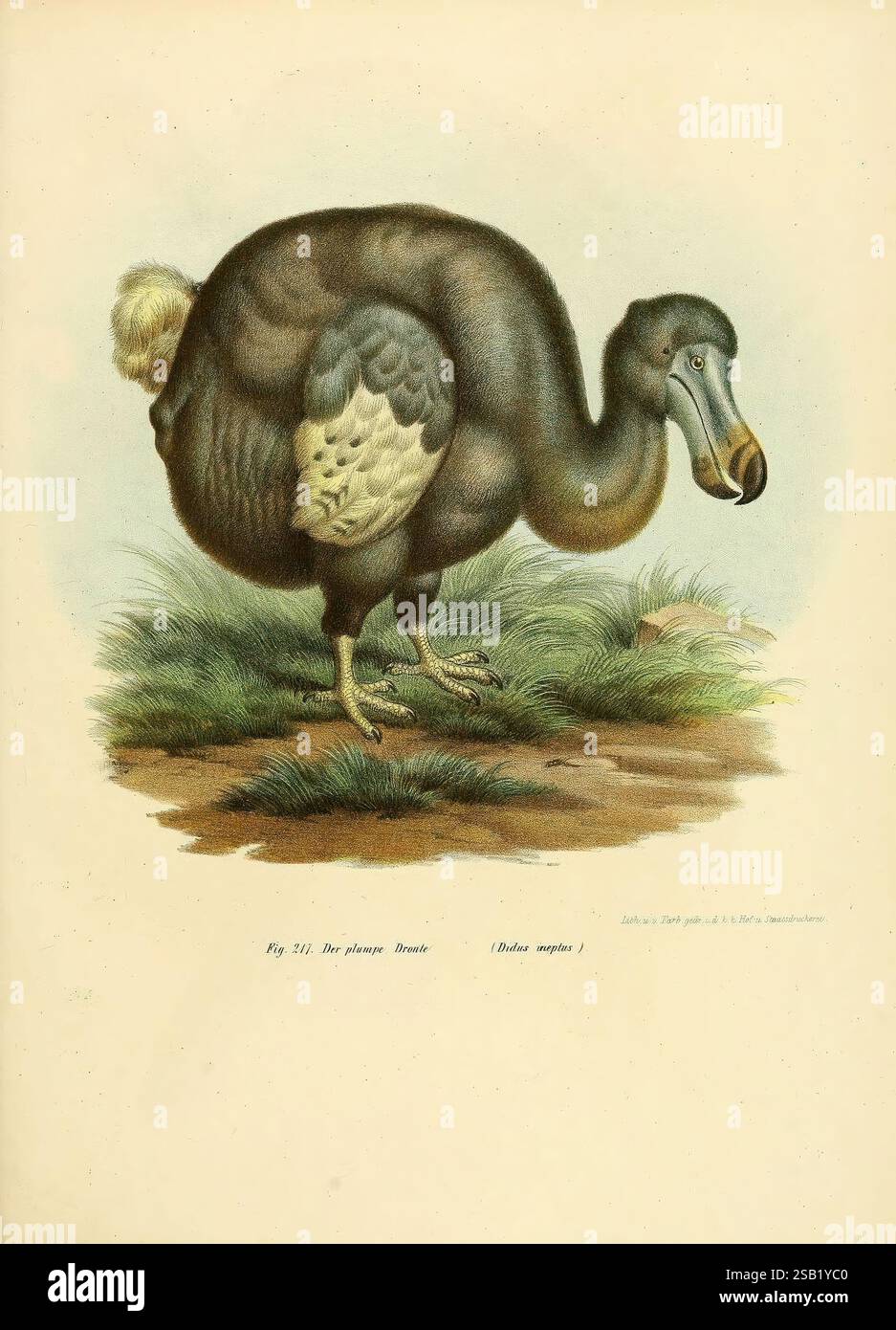 Dodos features hi-res stock photography and images - Alamy