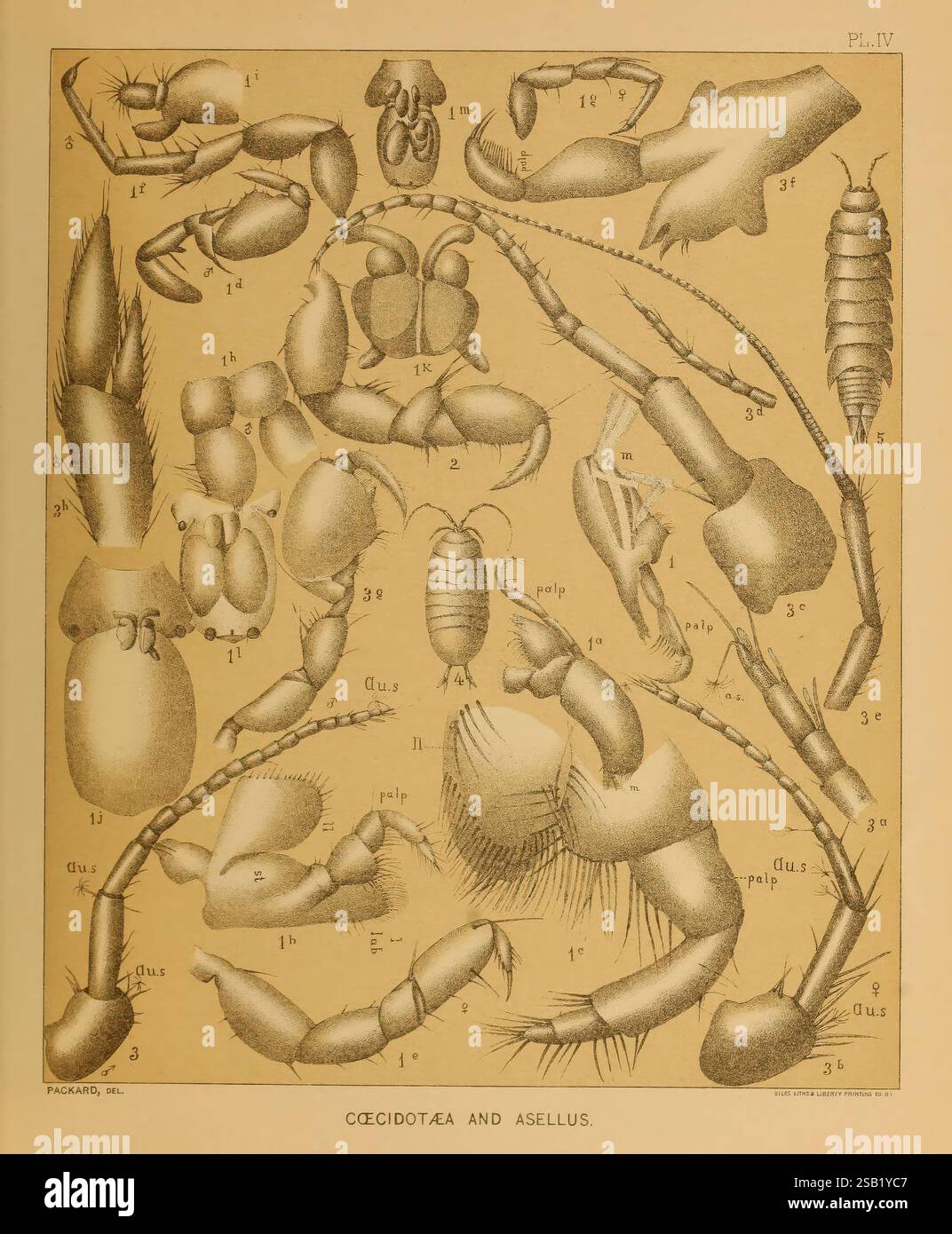 Asellus genera hi-res stock photography and images - Alamy