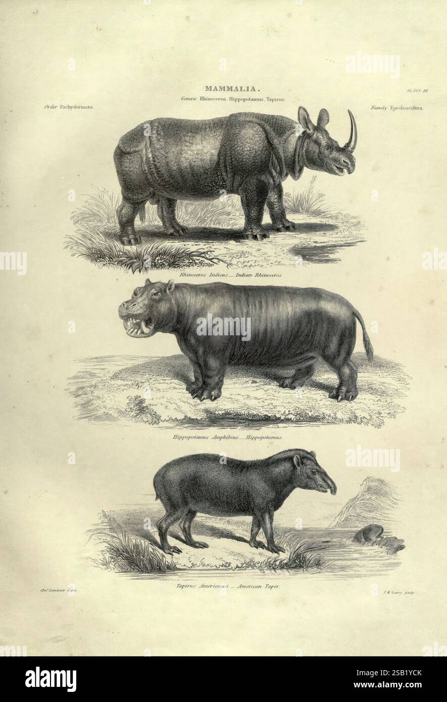 Illustrations of Zoology, Glasgow, John Joseph Griffin and Co, 1851 ...