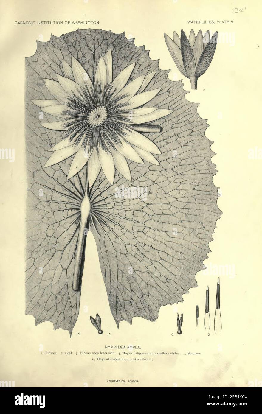 Specifically nymphaea ampla hi-res stock photography and images - Alamy