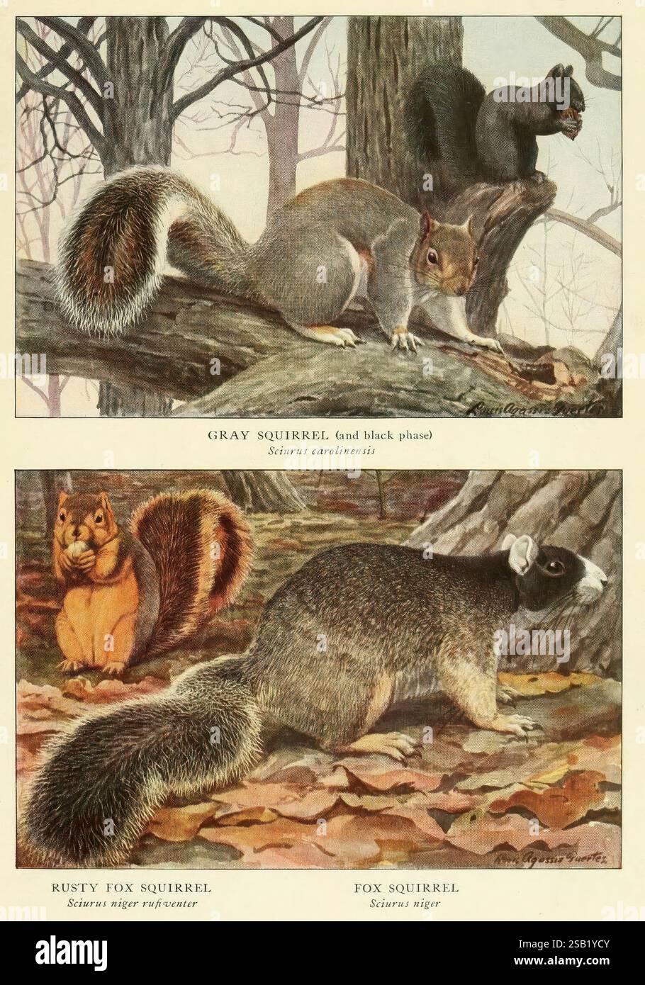 Rusty fox squirrel hi-res stock photography and images - Alamy