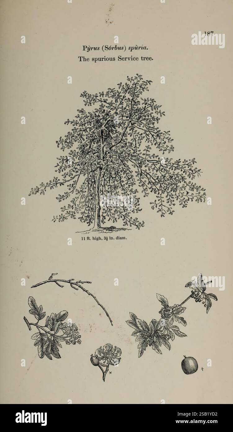 Spurious service tree hi-res stock photography and images - Alamy