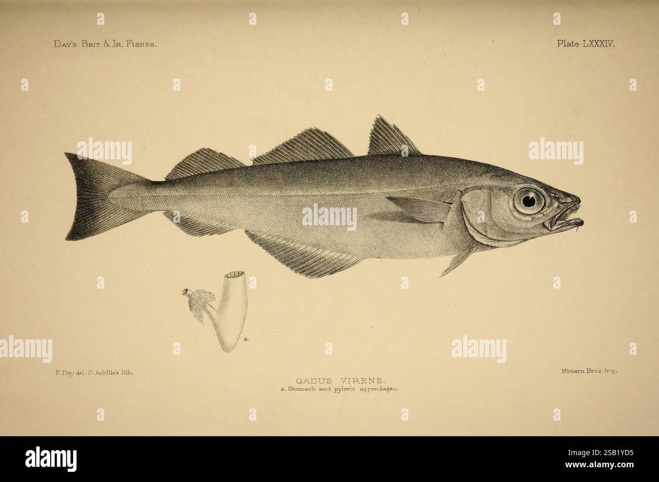 The, fishes, of, Great Britain, and, Ireland, Edinburgh, Williams, and ...