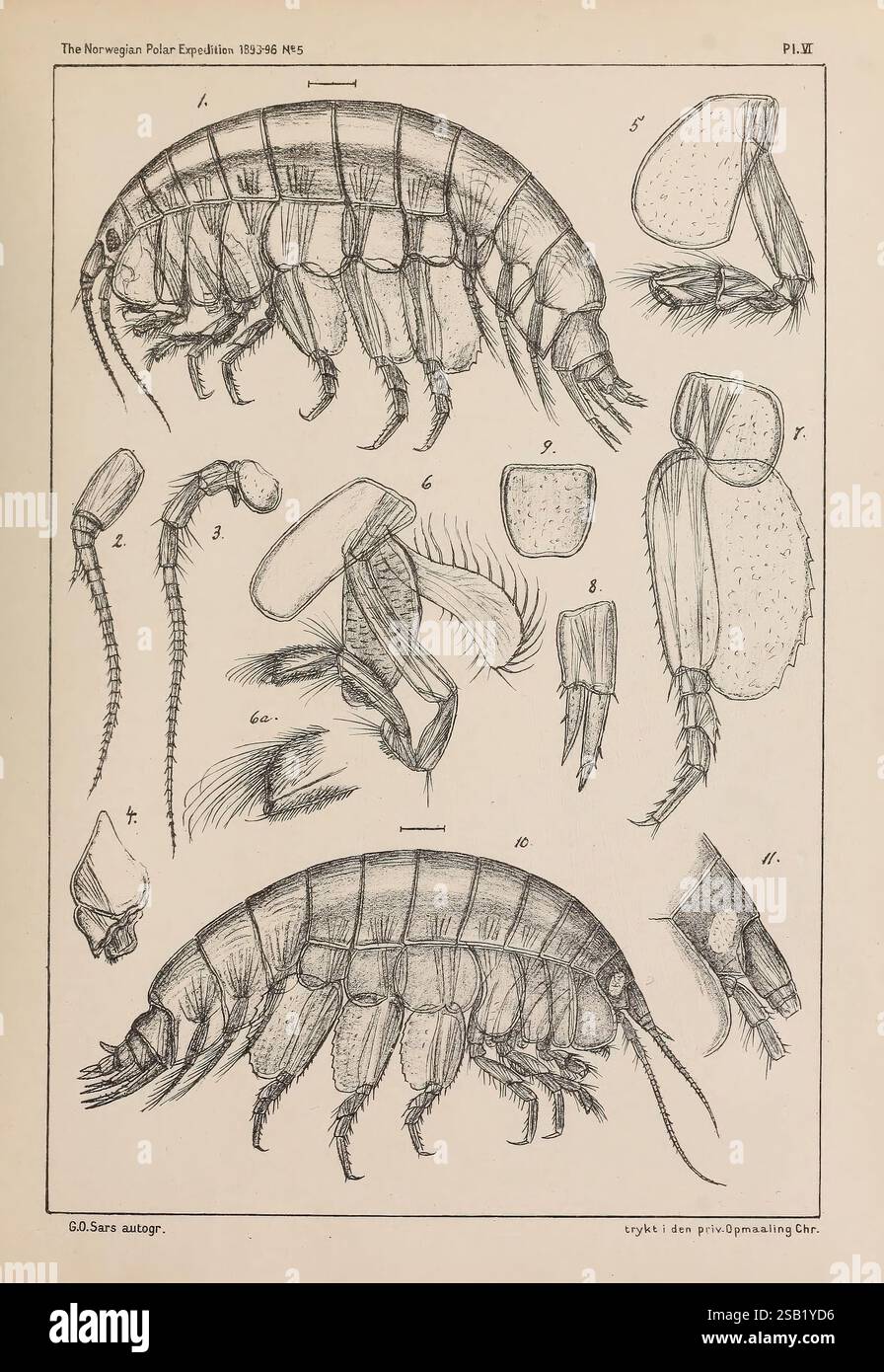 Labeled section highlights different anatomical features hi-res stock ...