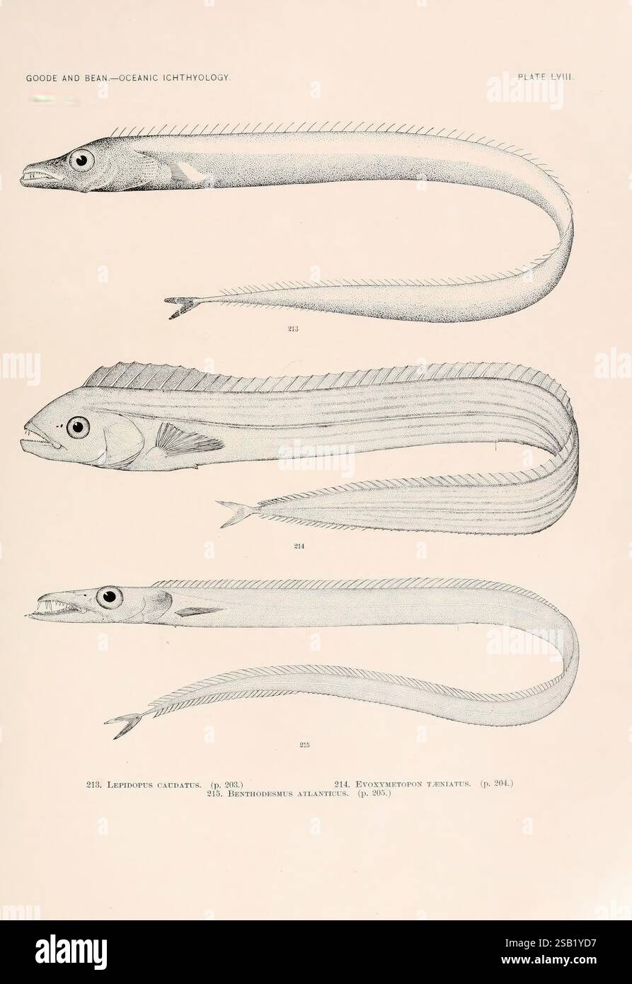 Oceanic ichthyology, Volume 22, Atlas, Cambridge, U.S.A, 1896, Atlantic ...