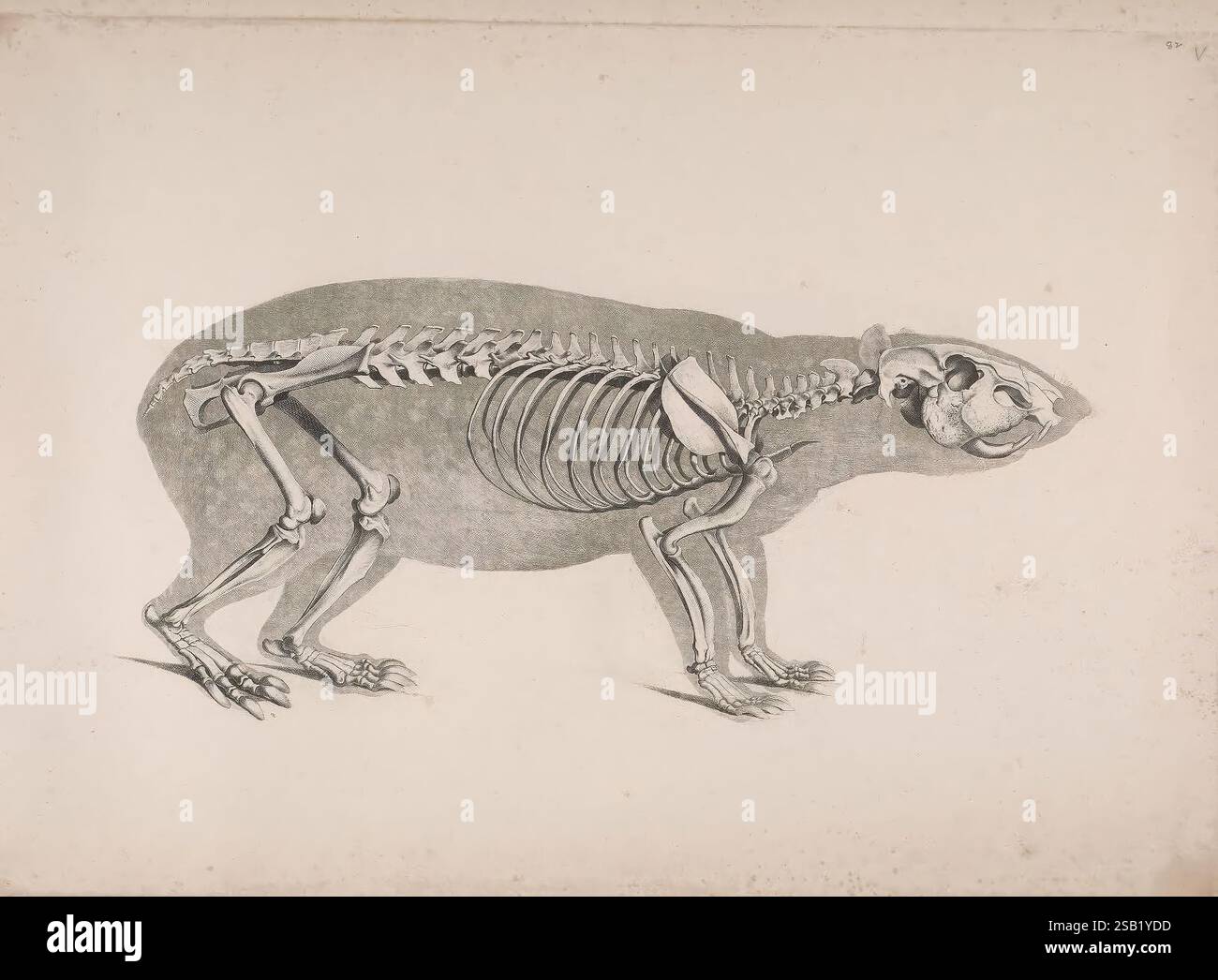 Creatures physical form hi-res stock photography and images - Alamy