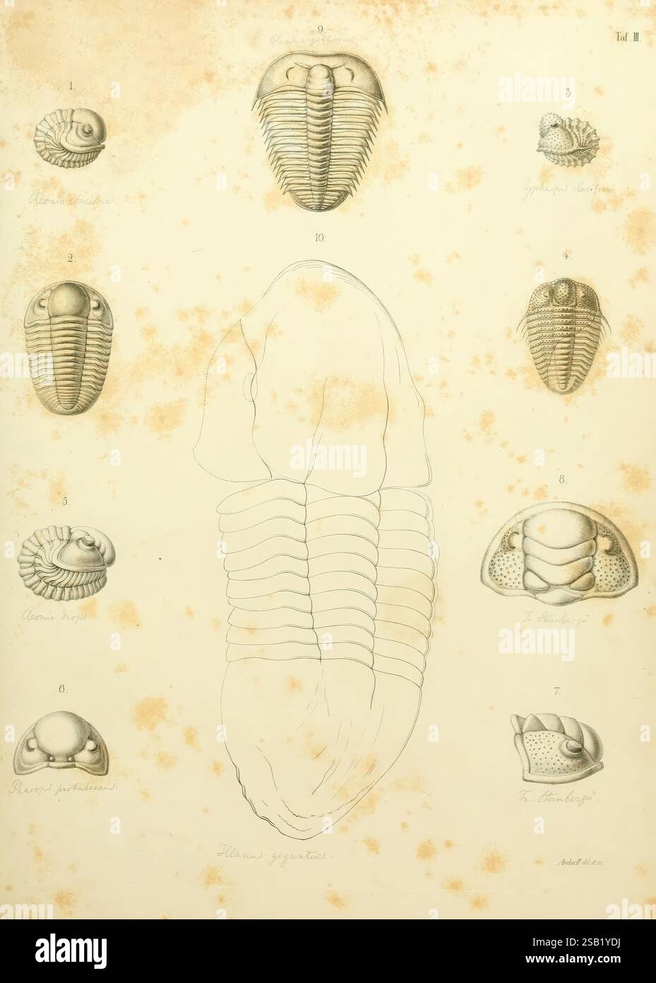 Detailed anatomical perspective hi-res stock photography and images - Alamy