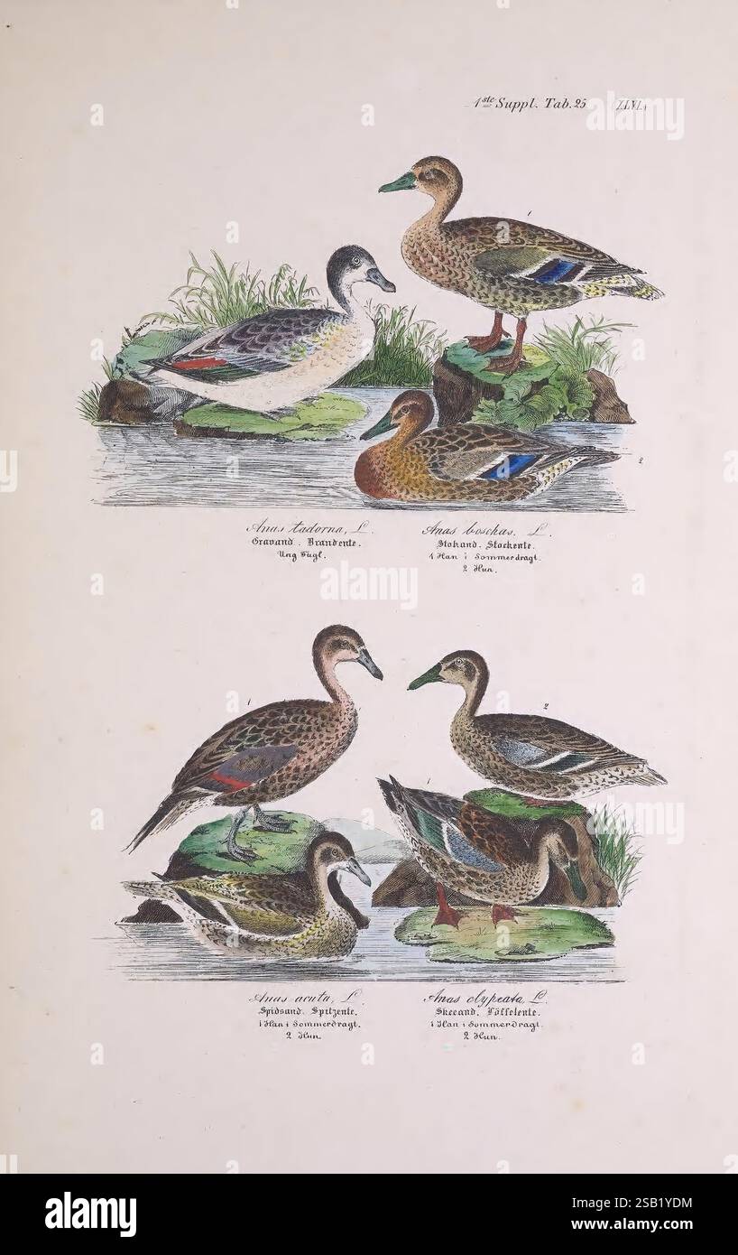 Illustrated ducks displayed hi-res stock photography and images - Alamy