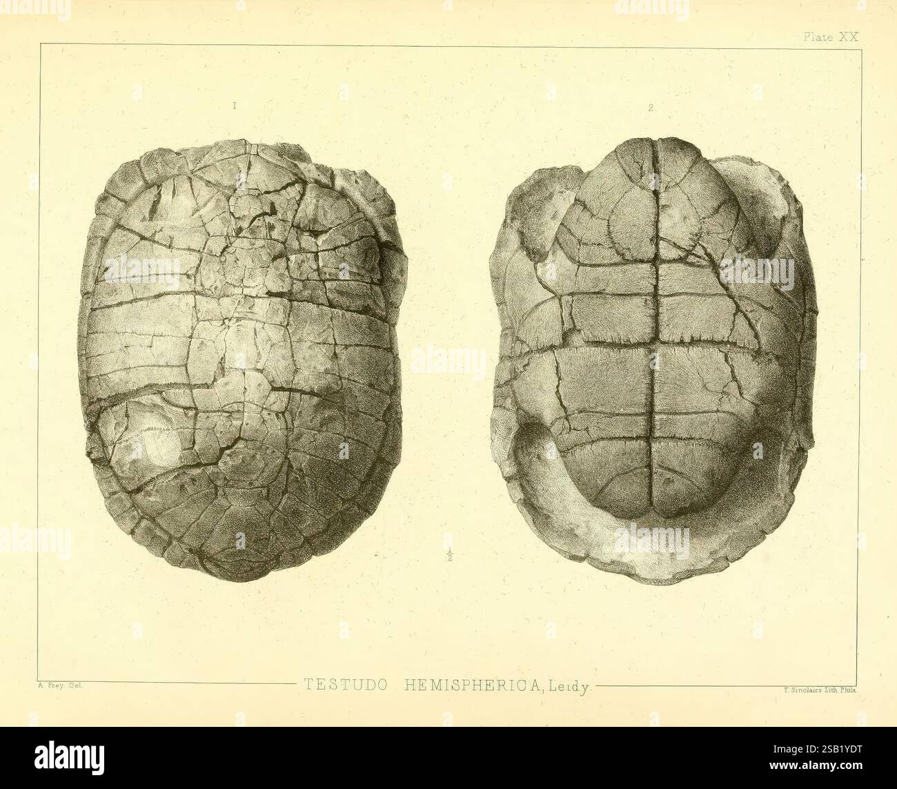 The ancient fauna of Nebraska: Washington, 1853. Nebraska, paleontology ...