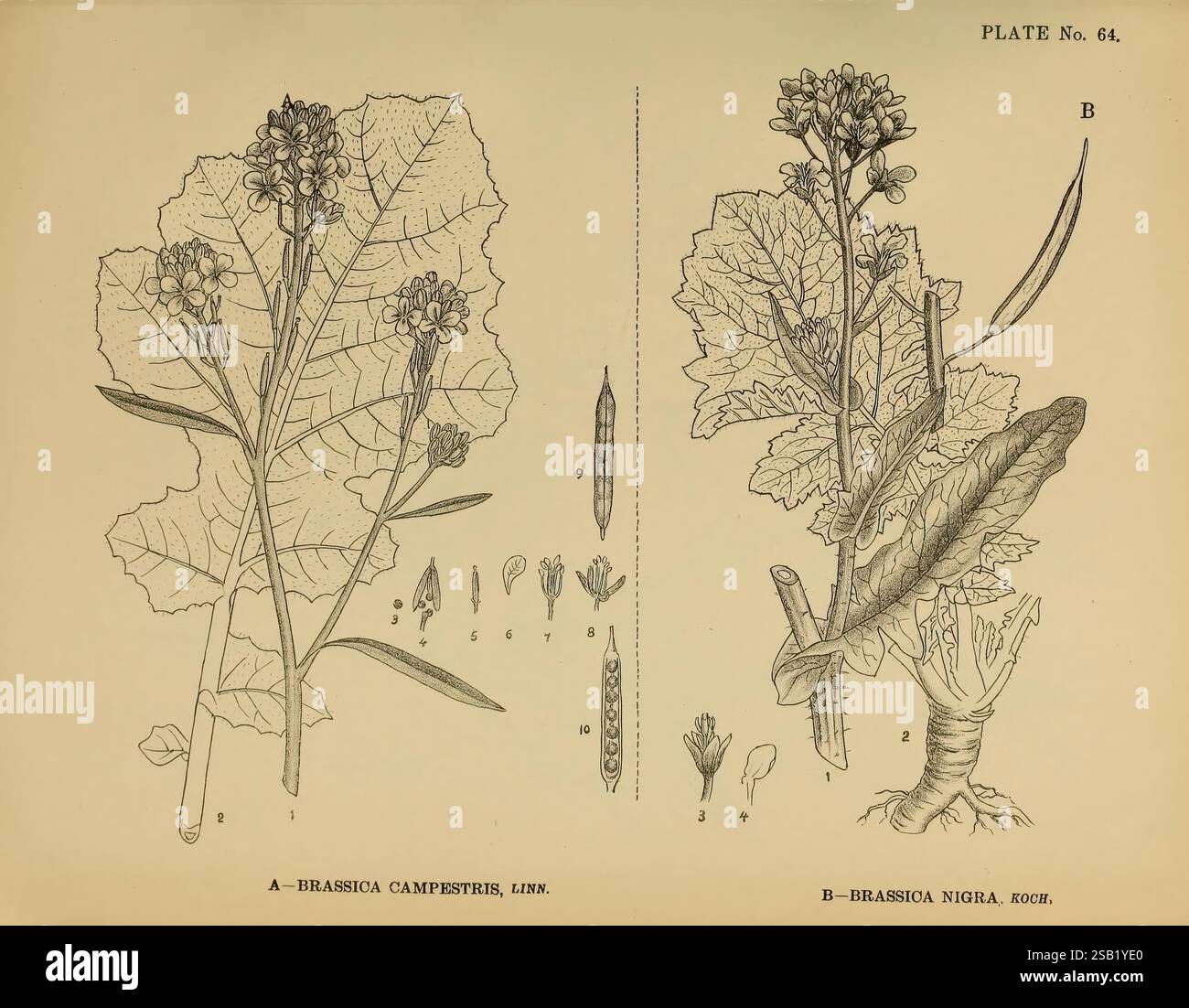 Indian medicinal plants, Bahadurganj, India, Sudhindra Nath Basu ...