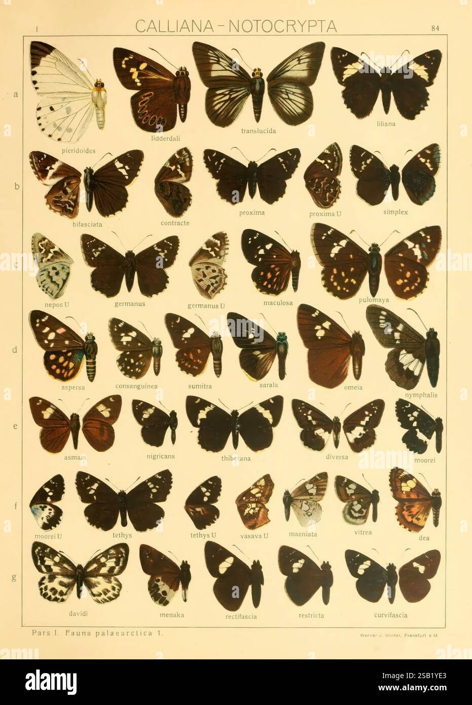 The Macrolepidoptera of the world, Stuttgart, Seitz'schen (Kernen ...