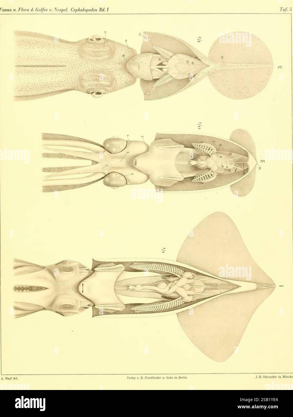 1921 1928 mollusks hi-res stock photography and images - Alamy