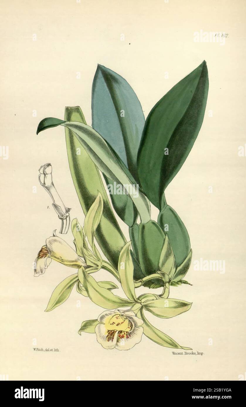 A second century of orchidaceous plants, London, L. Reeve & co, 1867 ...