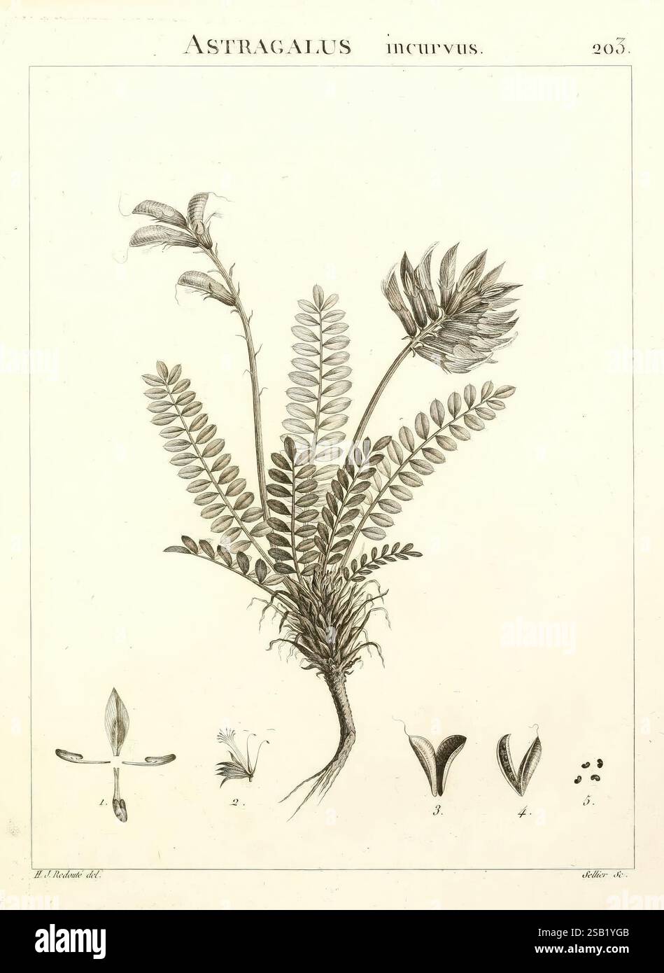 Plant species astragalus incurvus hi-res stock photography and images ...