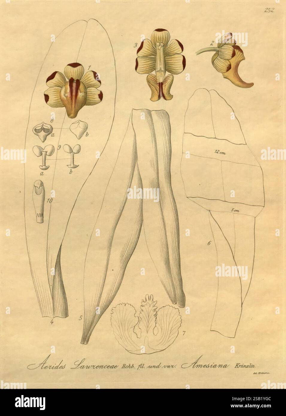 Amansiana region hi-res stock photography and images - Alamy